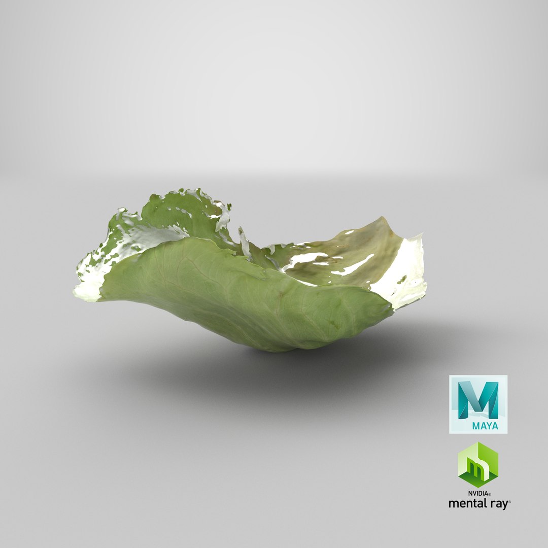 Lettuce Leaf 05 3D Model - TurboSquid 1840024