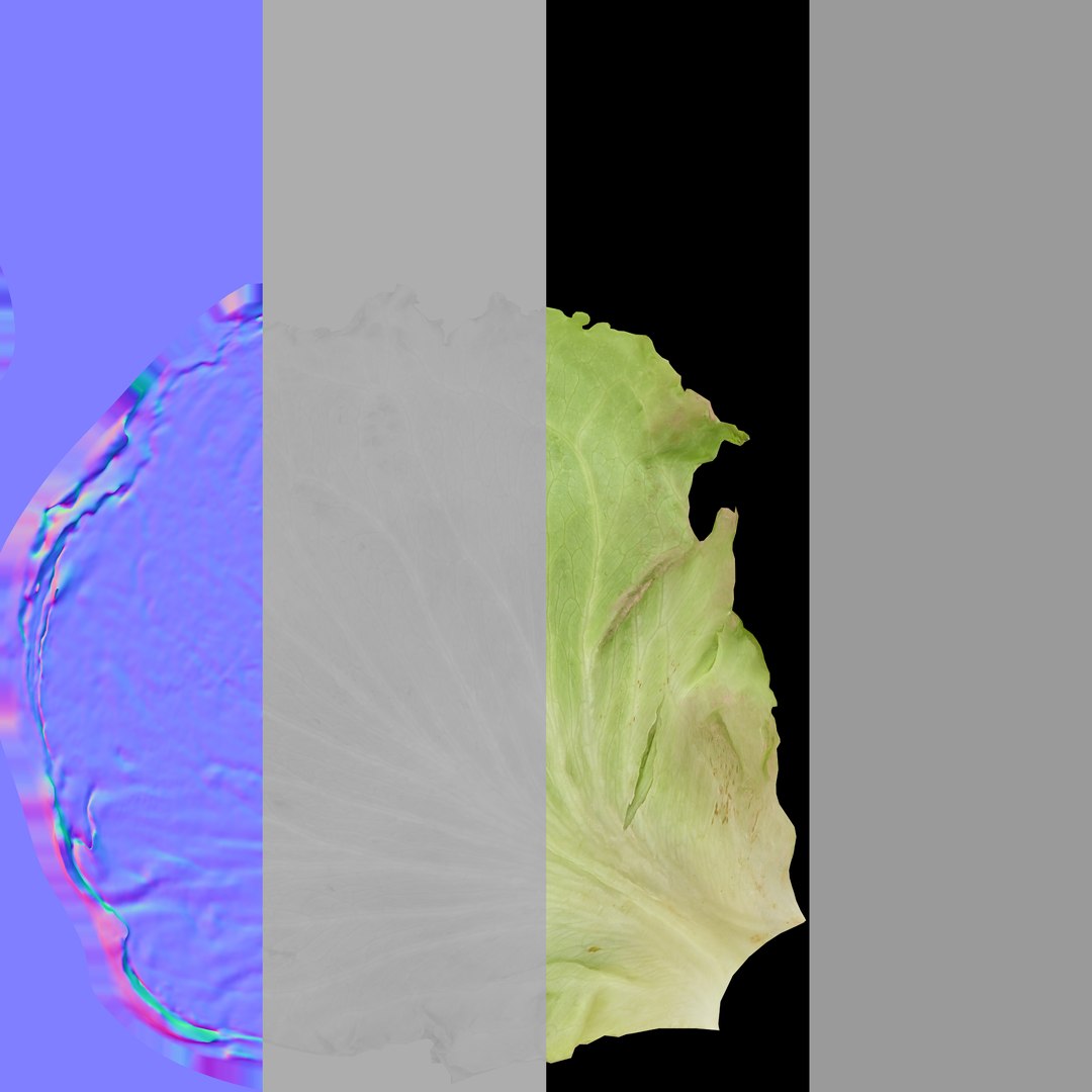 Lettuce Leaf 05 3D Model - TurboSquid 1840024