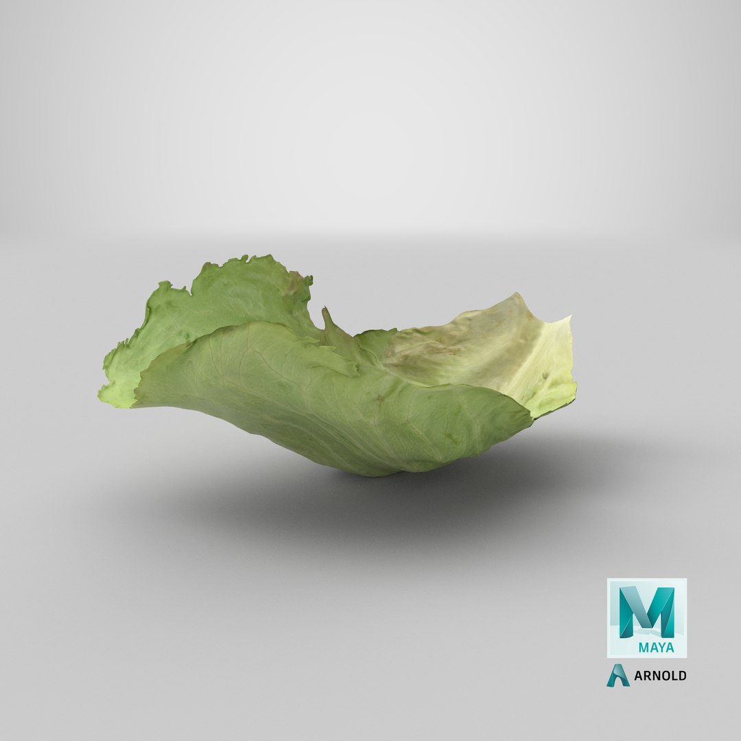 Lettuce Leaf 05 3D Model - TurboSquid 1840024