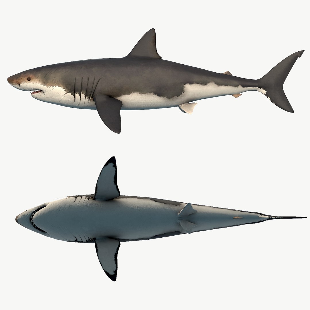 realistic great white shark 3d model