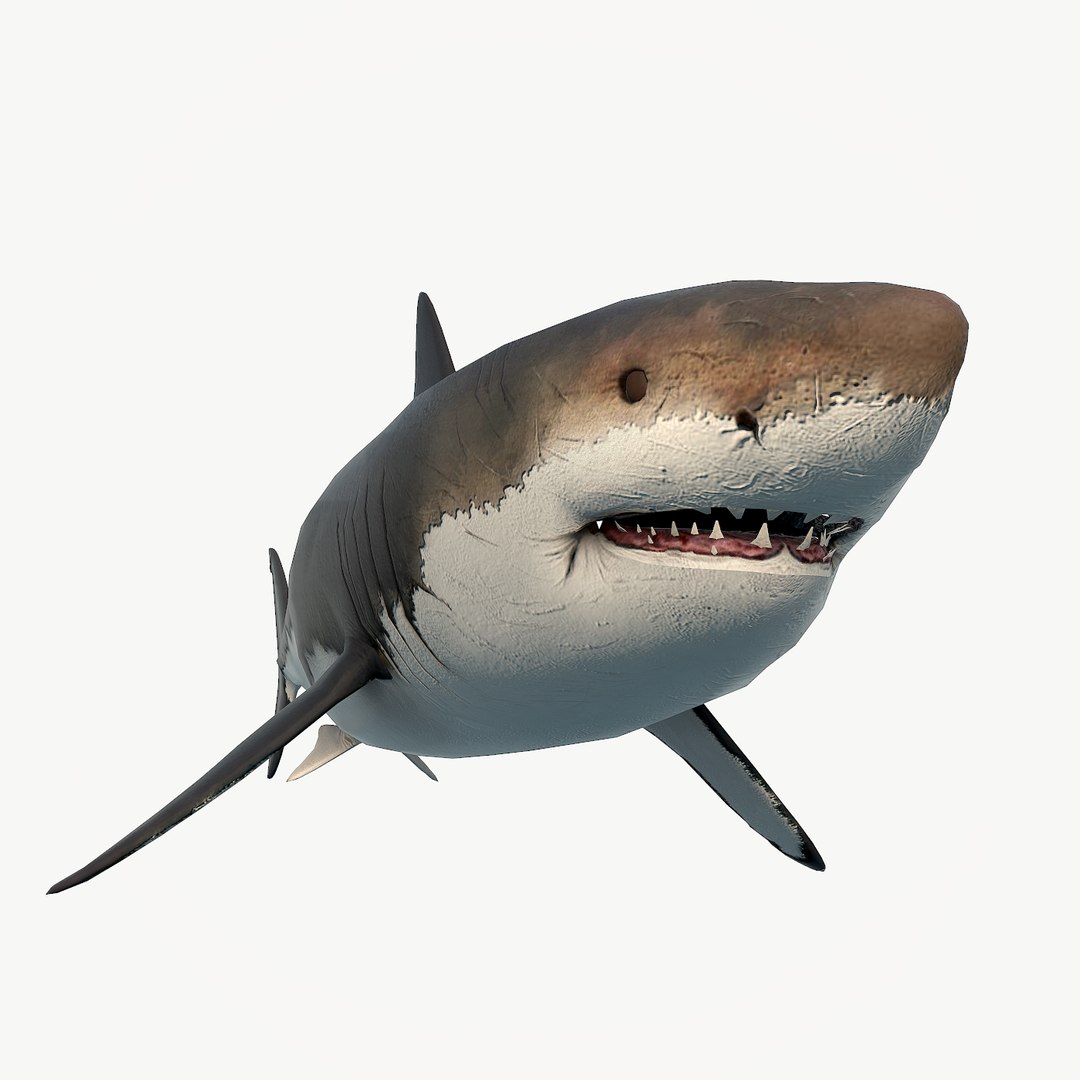 realistic great white shark 3d model