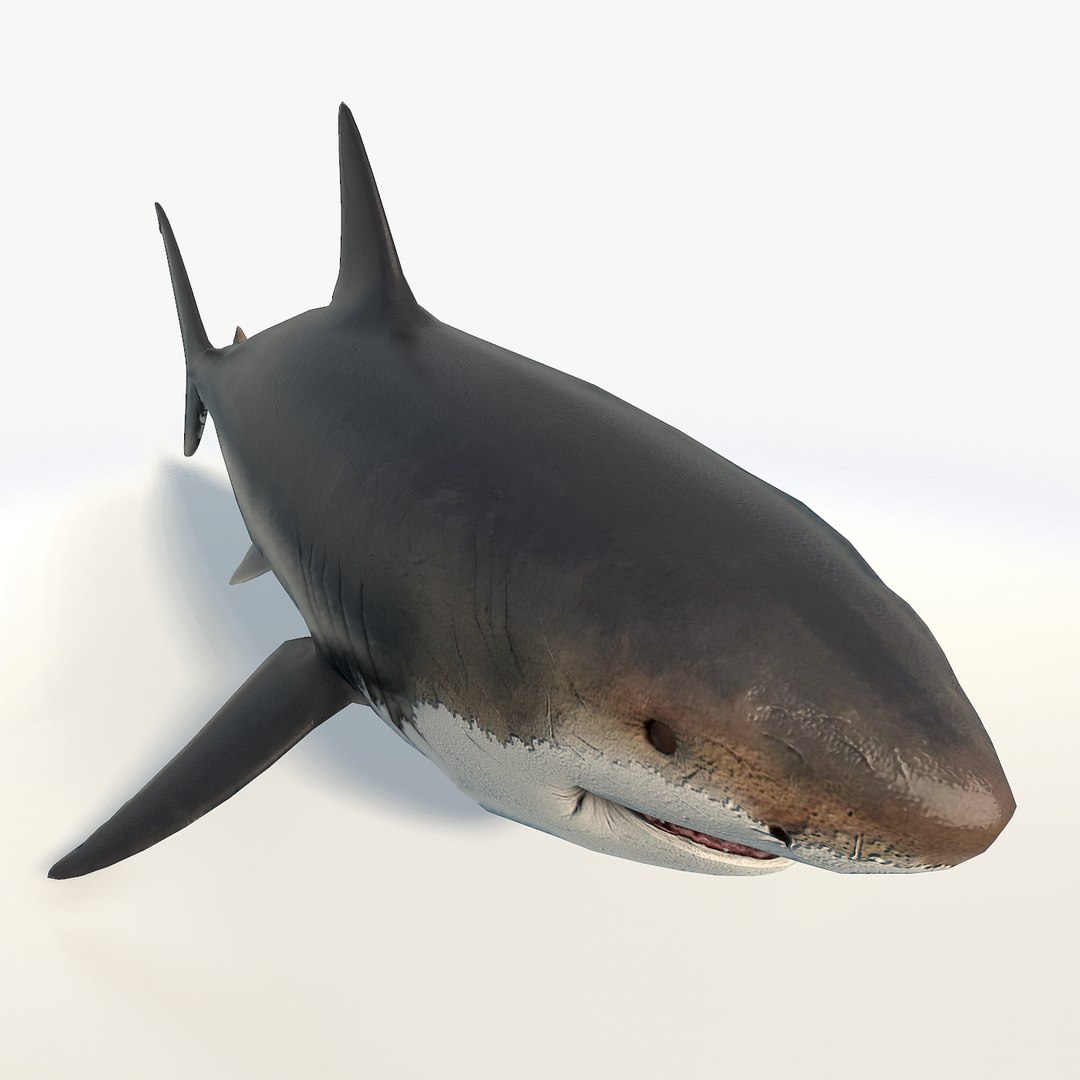 realistic great white shark 3d model