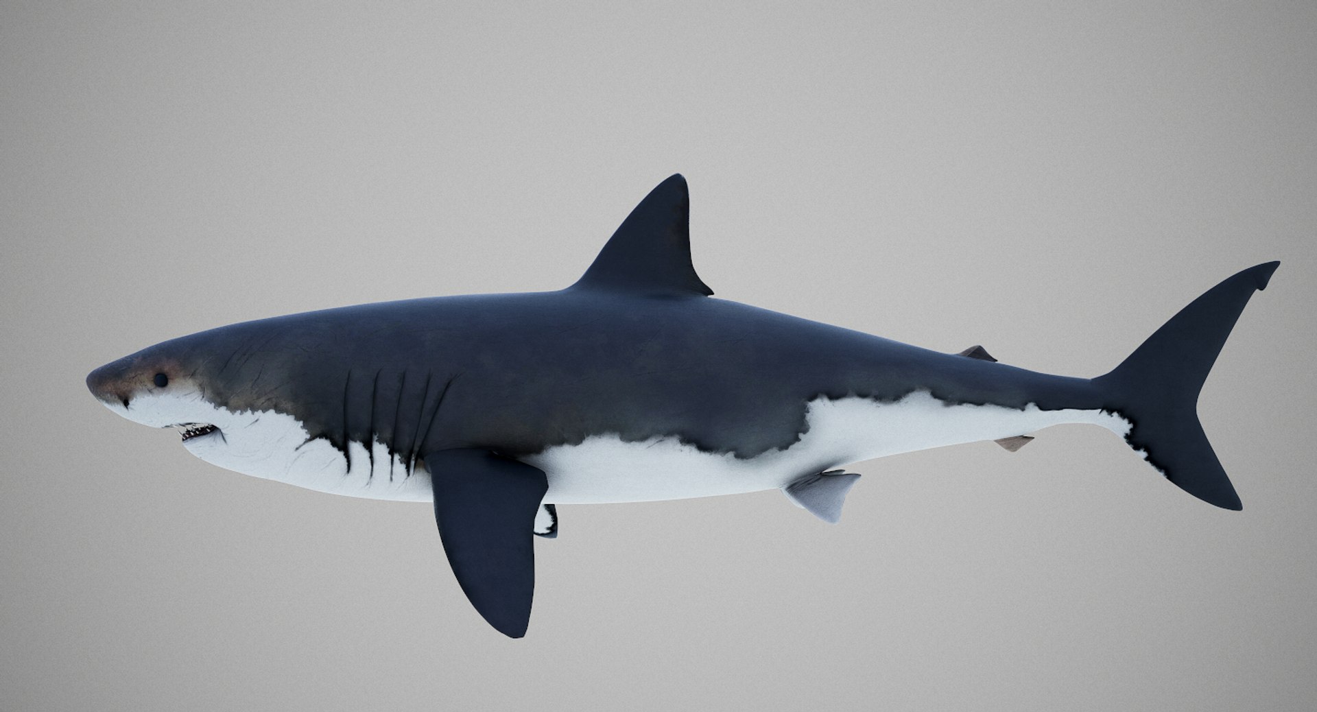 realistic great white shark 3d model