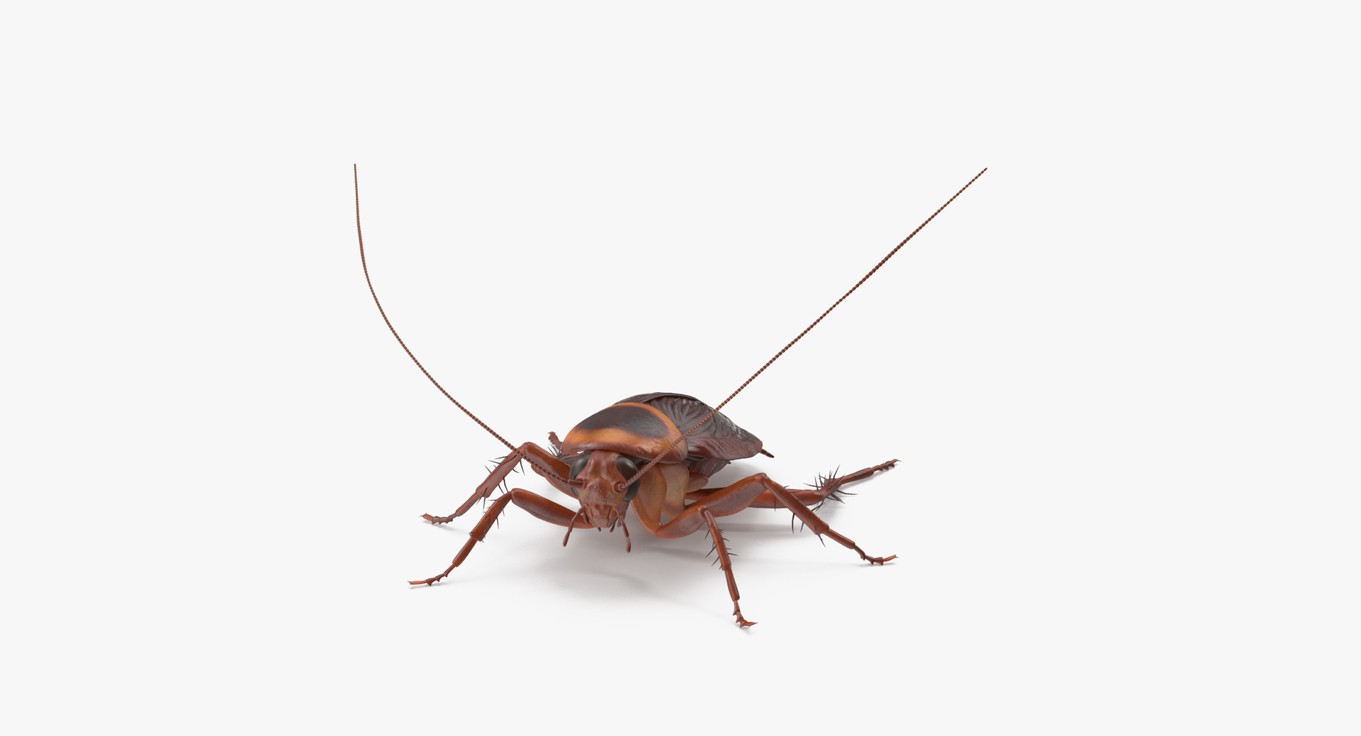 Max Cockroach 03