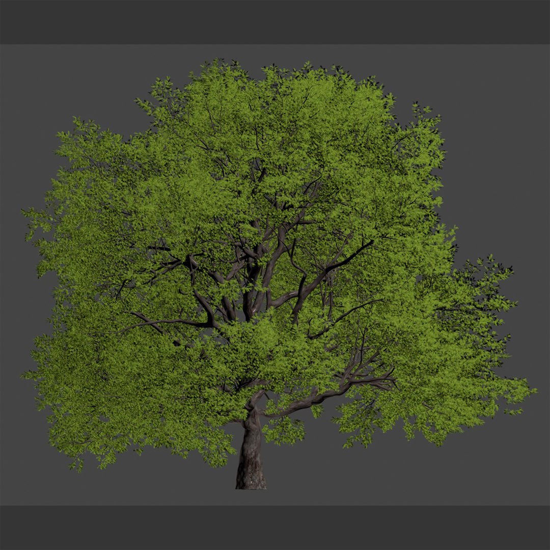 3D Oak Tree For Landscapes Vol 198 Model - TurboSquid 2049028