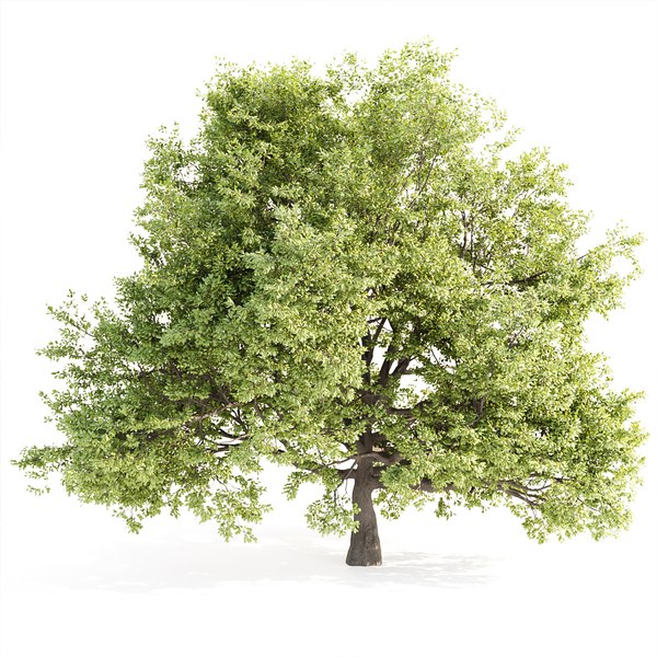 3D Oak Tree for landscapes vol 198 model - TurboSquid 2049028