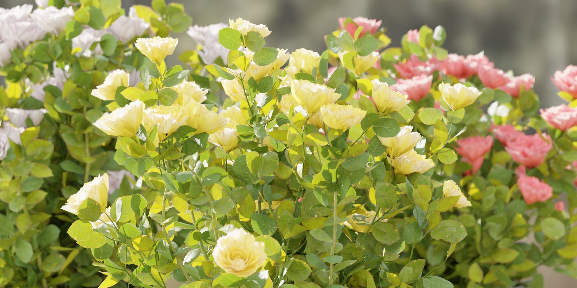 3D Rose Flowering Bushes Collection Vol 77-Blender - TurboSquid 2126344