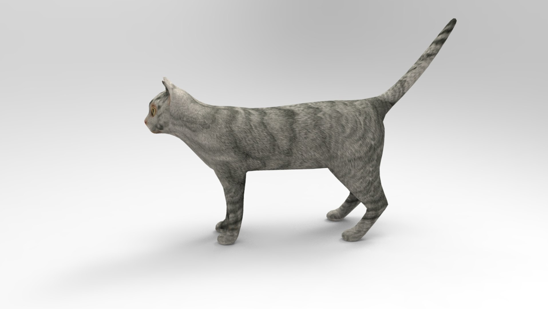 Cat rigged 3D model | 1142731 | TurboSquid