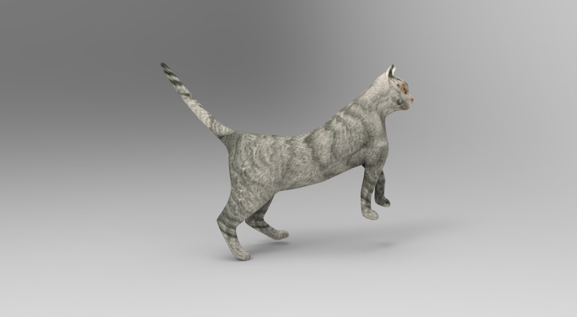 Cat rigged 3D model | 1142731 | TurboSquid