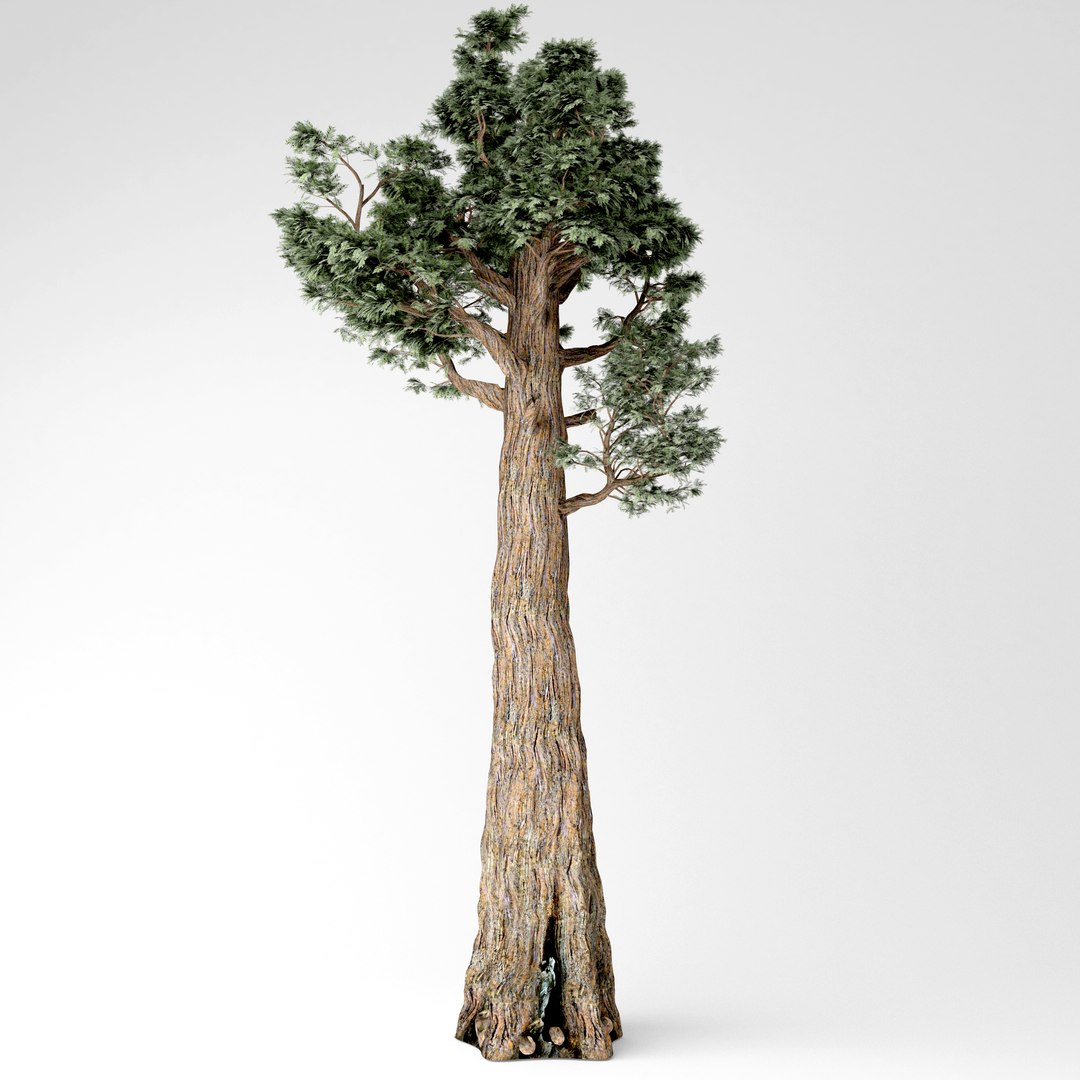 Giant Redwood 3D Model - TurboSquid 1560957