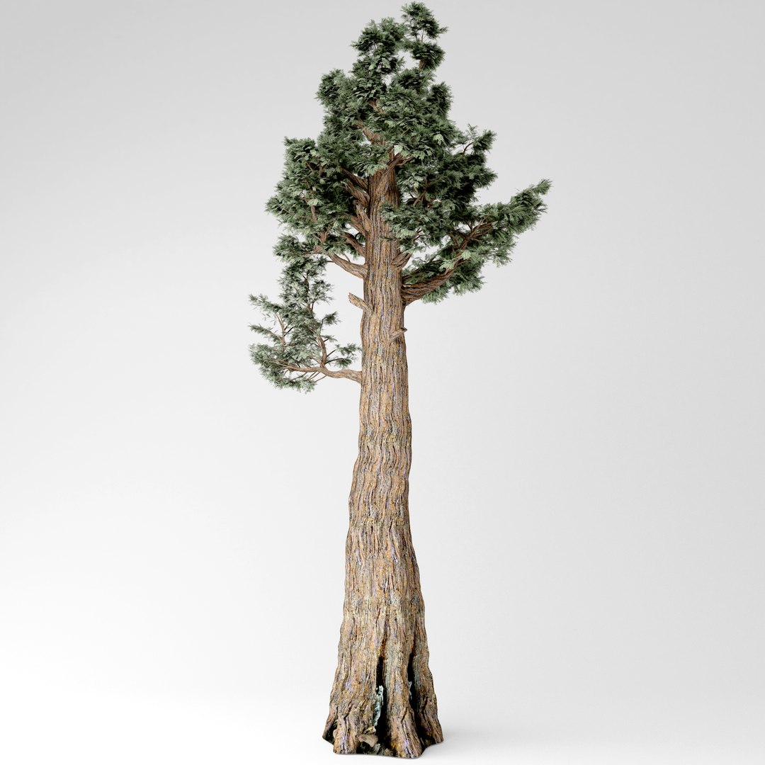 Giant Redwood 3D Model - TurboSquid 1560957