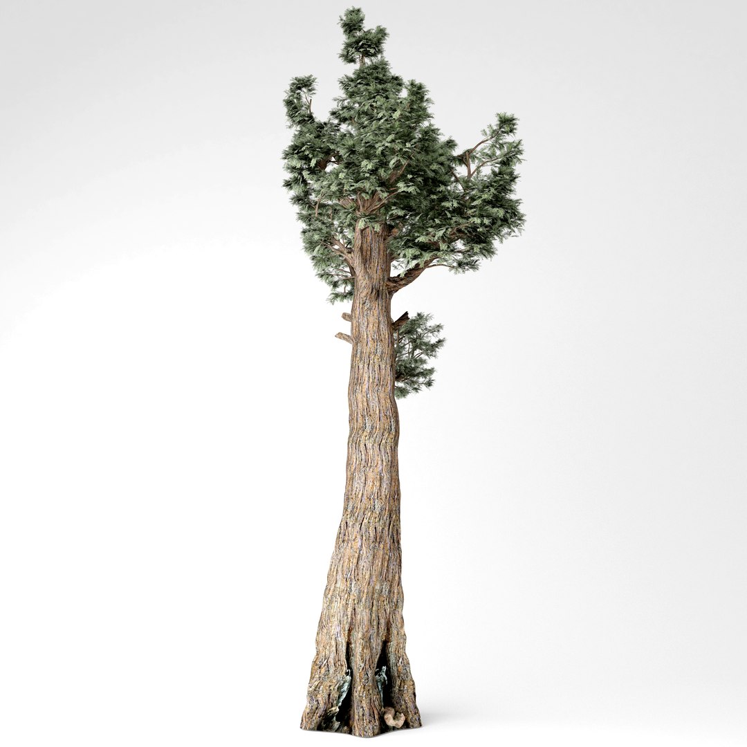 Giant Redwood 3D Model - TurboSquid 1560957