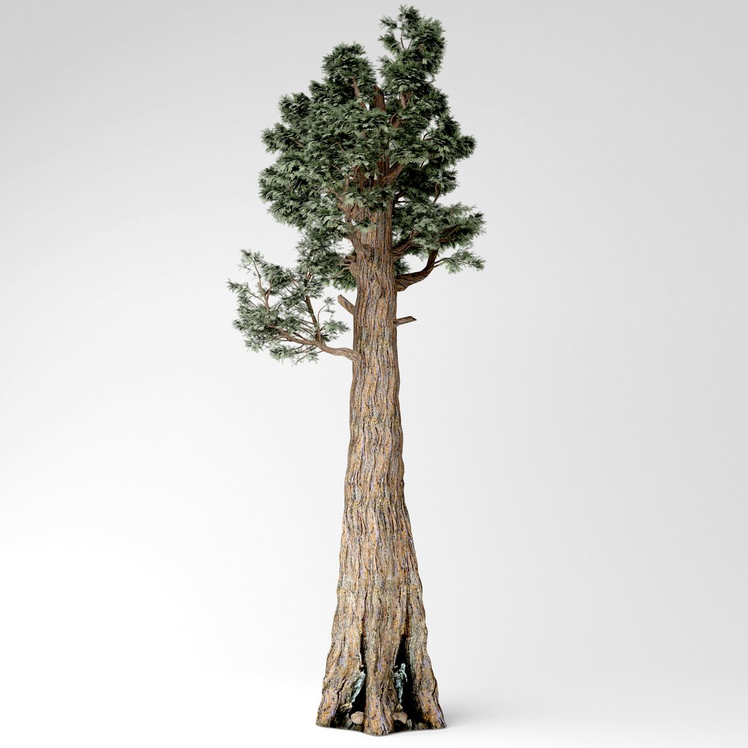 Giant Redwood 3D Model - TurboSquid 1560957