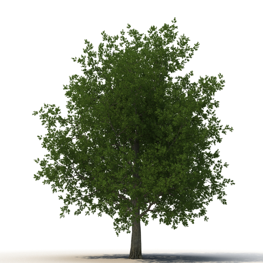 summer trees 3d max
