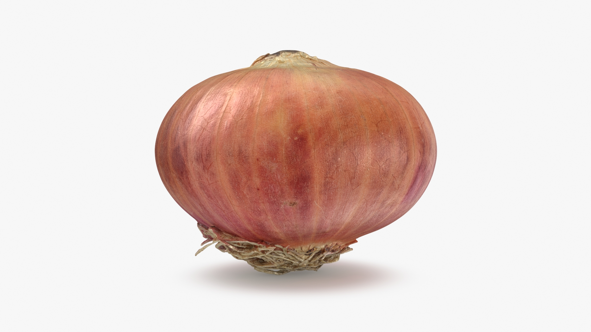 Shallot Collection 2 3D Model - TurboSquid 2210912