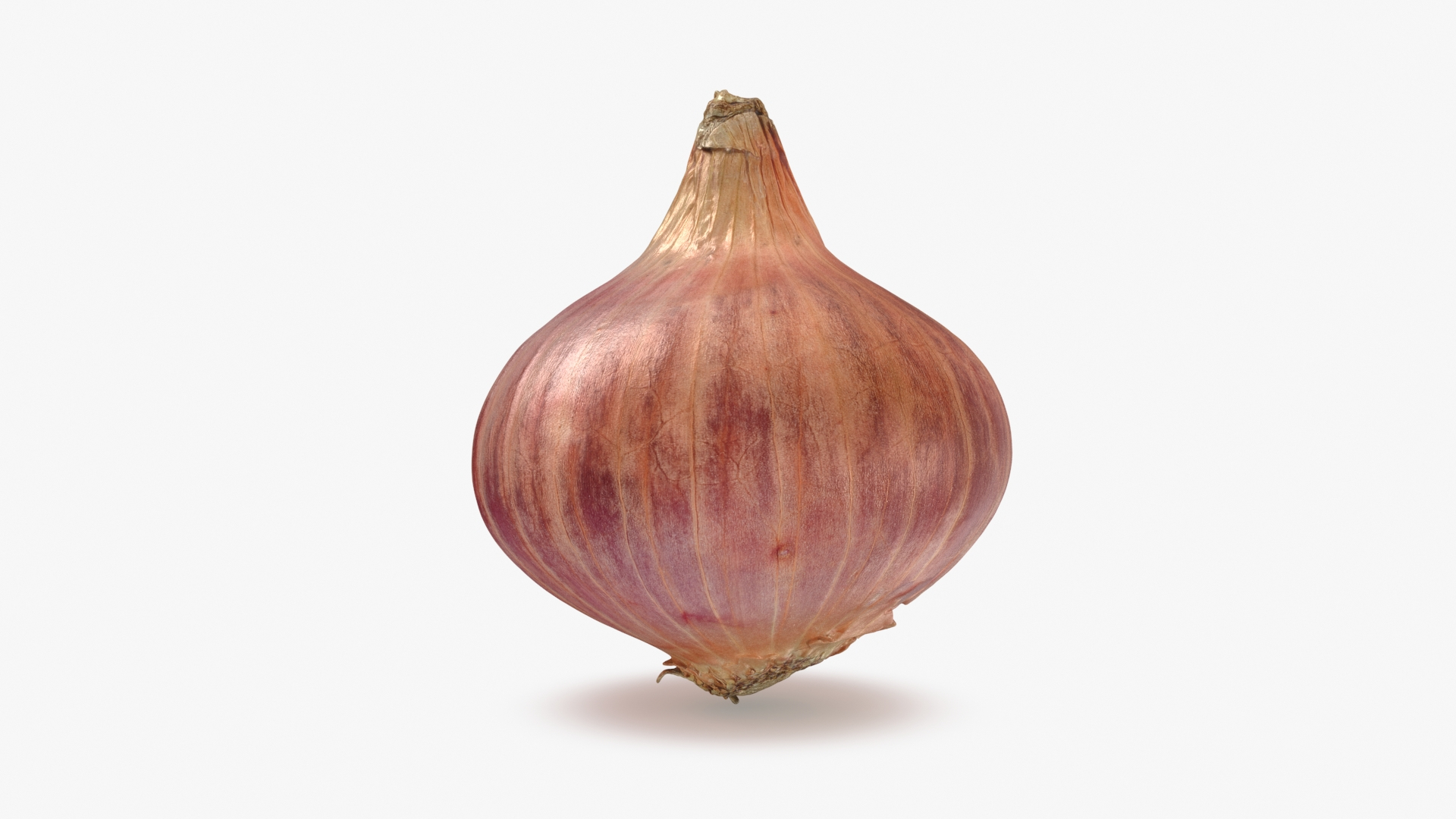 Shallot Collection 2 3D Model - TurboSquid 2210912