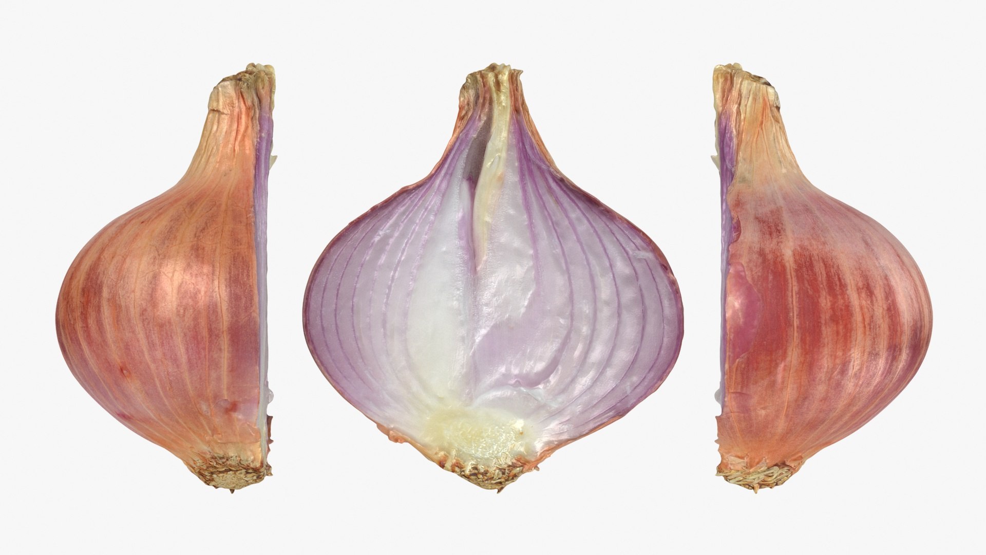 Shallot Collection 2 3D Model - TurboSquid 2210912