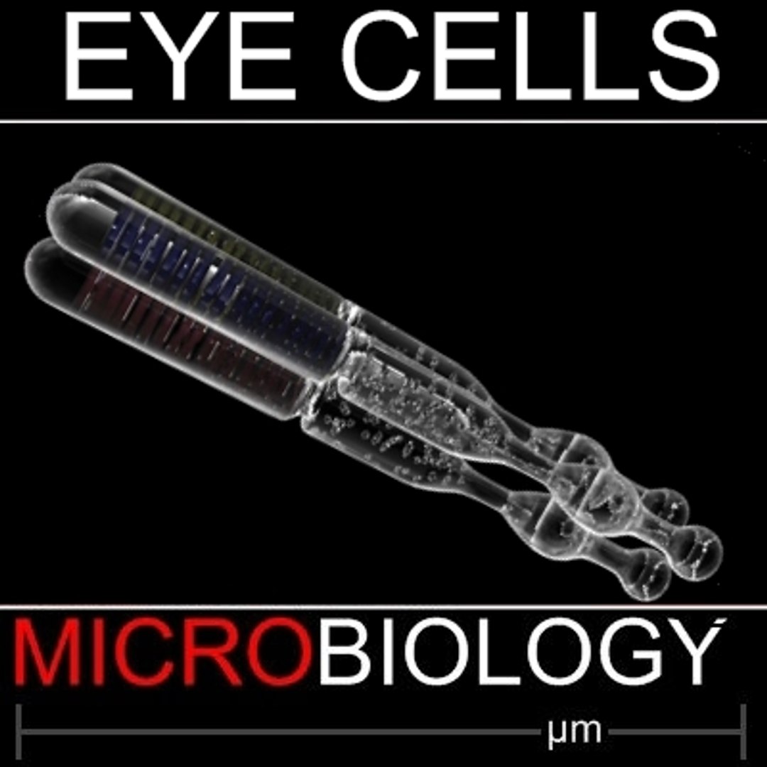 Photoreceptor Cell 3d Model