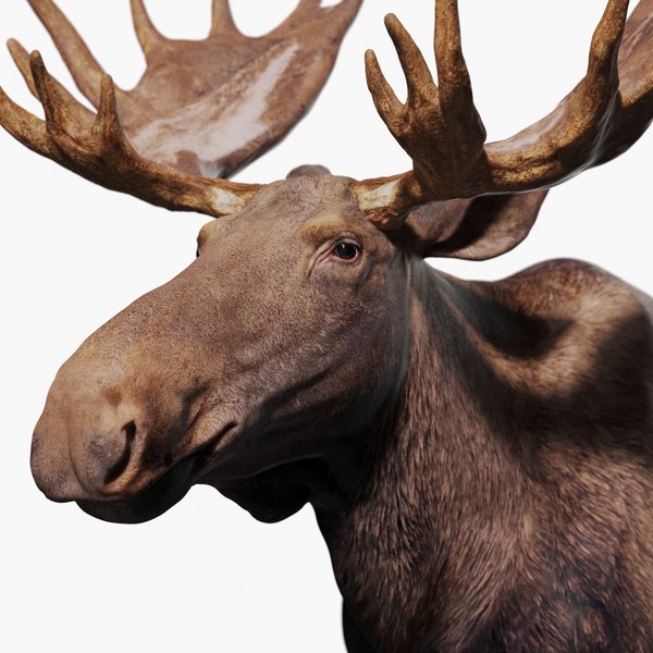Moose 3D model - TurboSquid 1728781