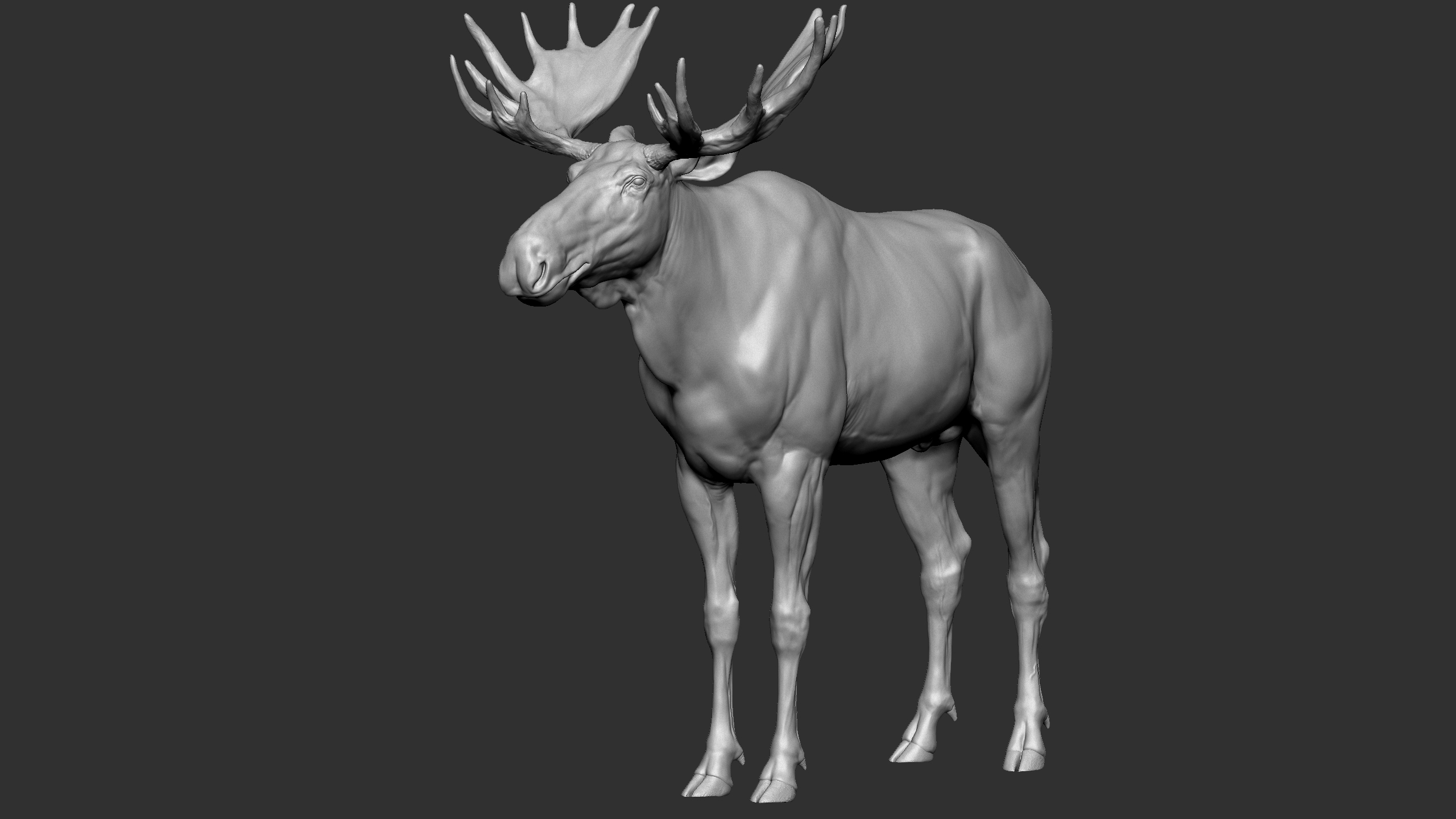 3D model Moose Zbrush - TurboSquid 1728789