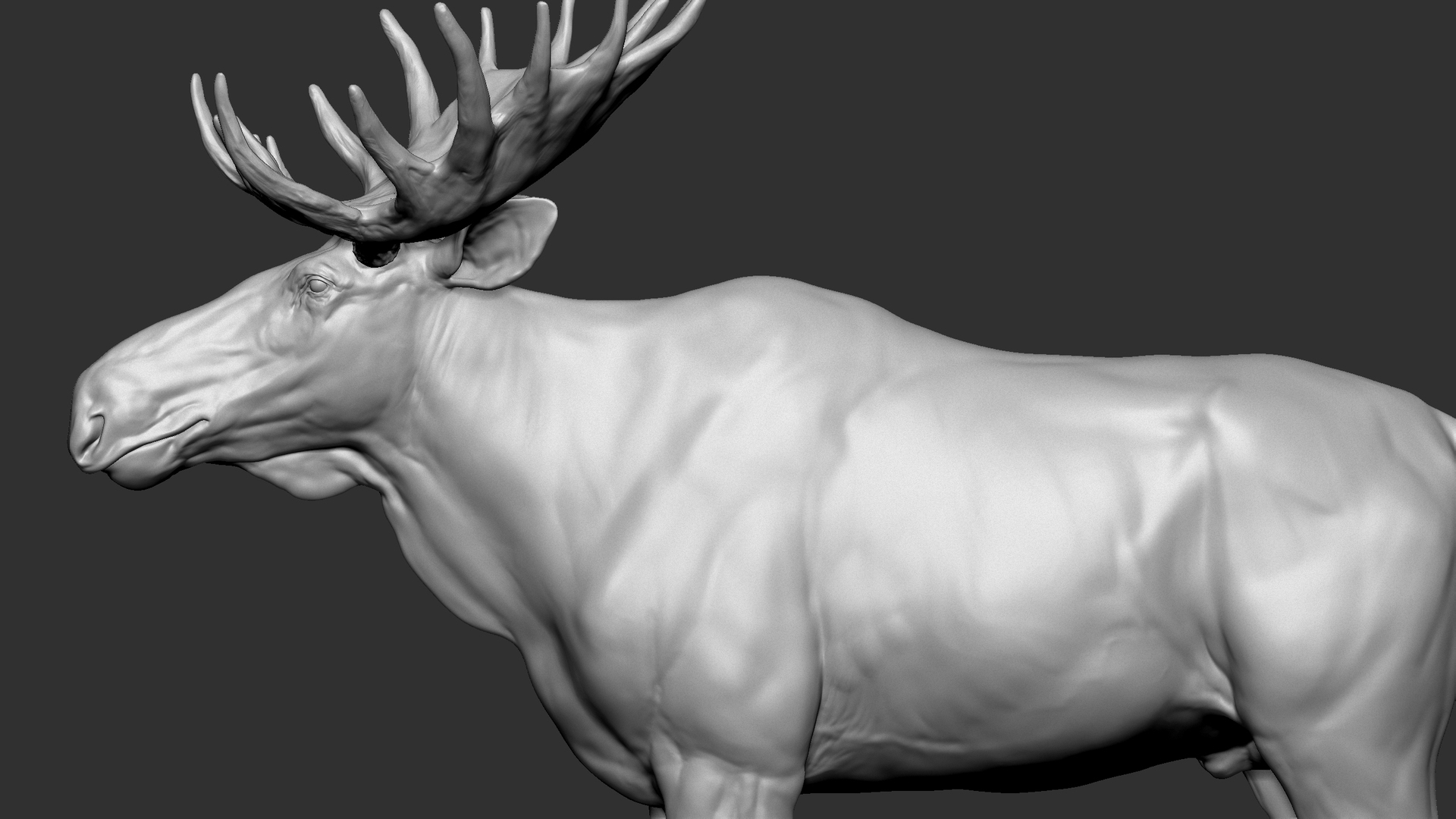 3D model Moose Zbrush - TurboSquid 1728789