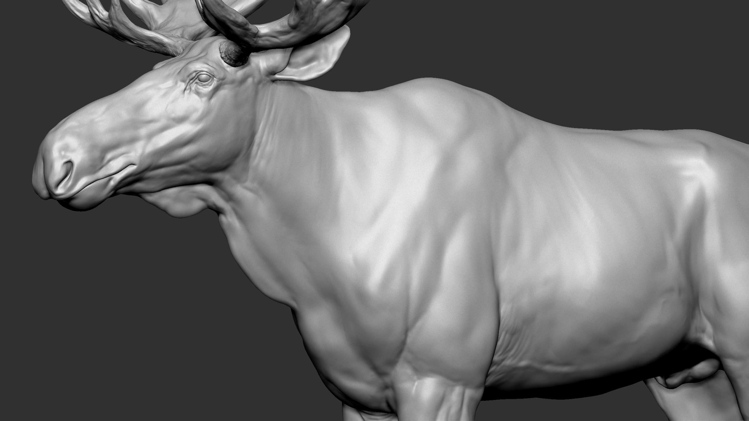 3D model Moose Zbrush - TurboSquid 1728789