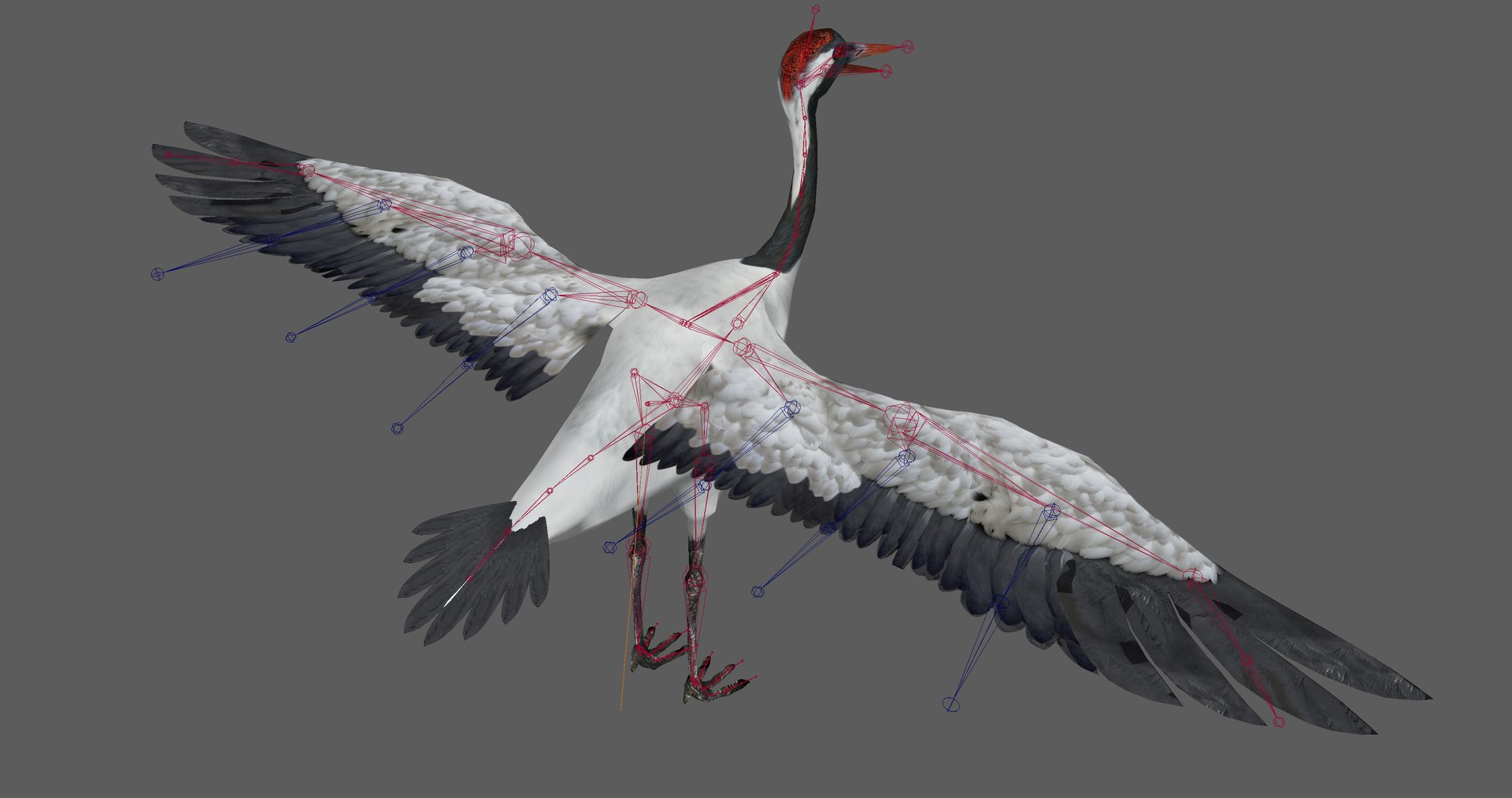 3D Red Crowned Crane Bird - TurboSquid 2271201