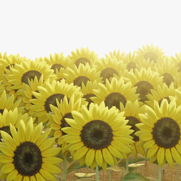 Sunflower 3D Models for Download | TurboSquid