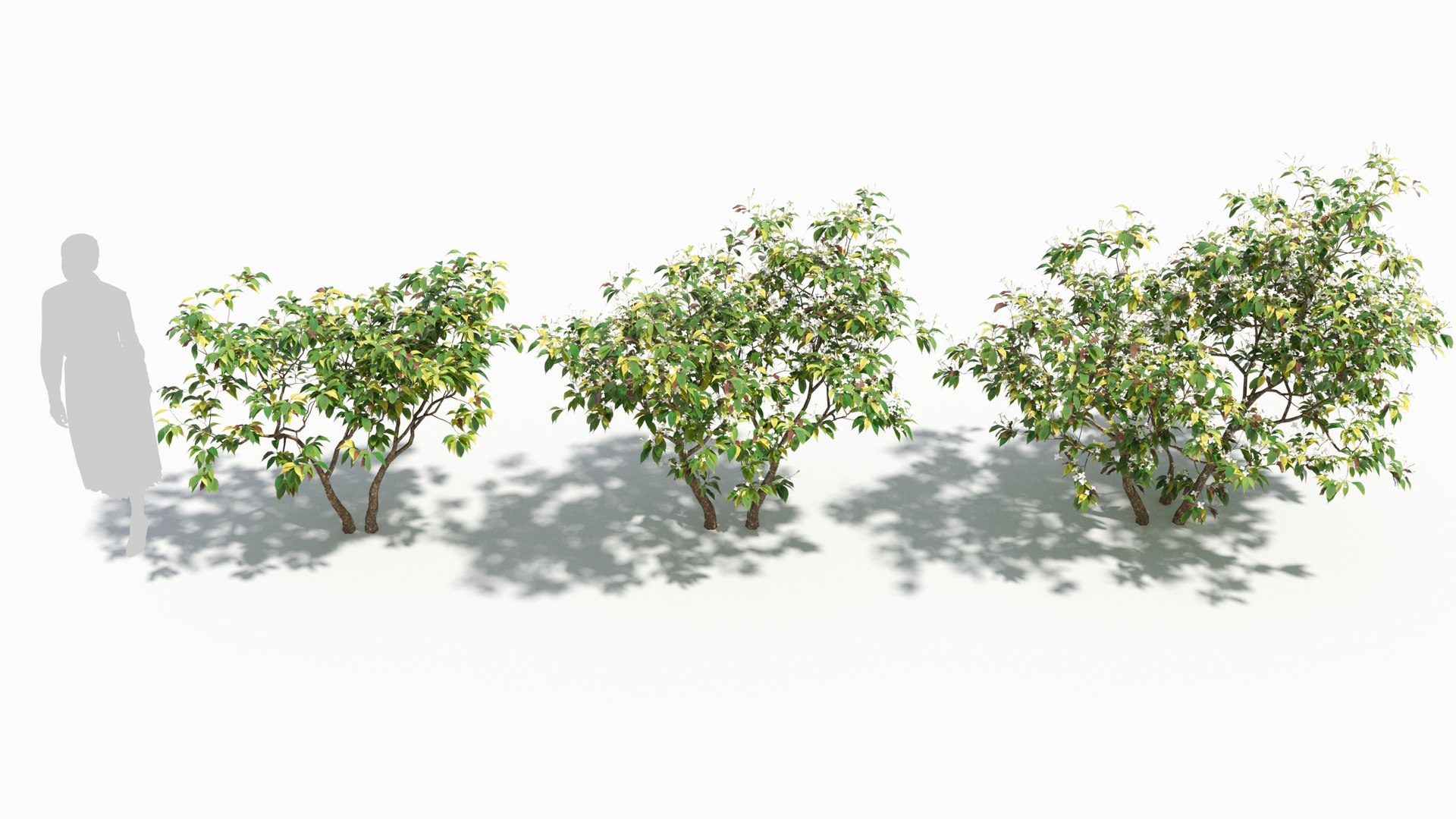 3D Ervatamia tree - TurboSquid 2025902