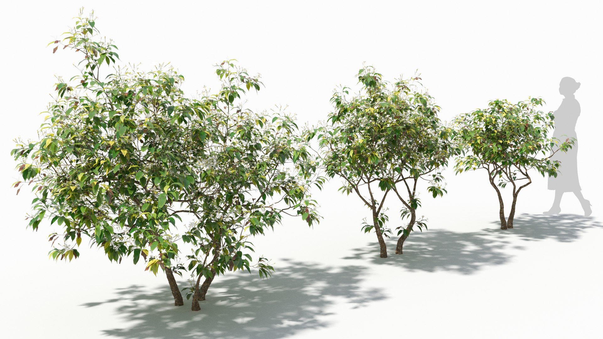 3D Ervatamia tree - TurboSquid 2025902