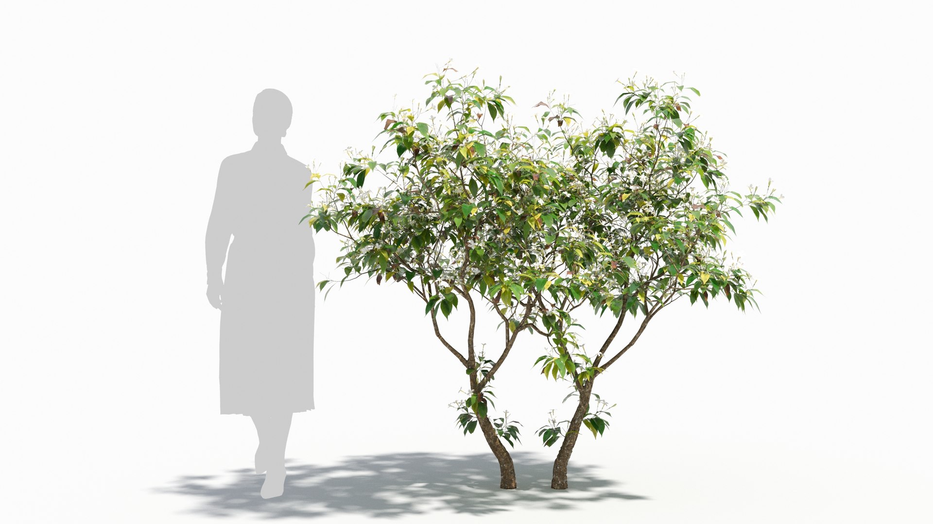 3D Ervatamia tree - TurboSquid 2025902