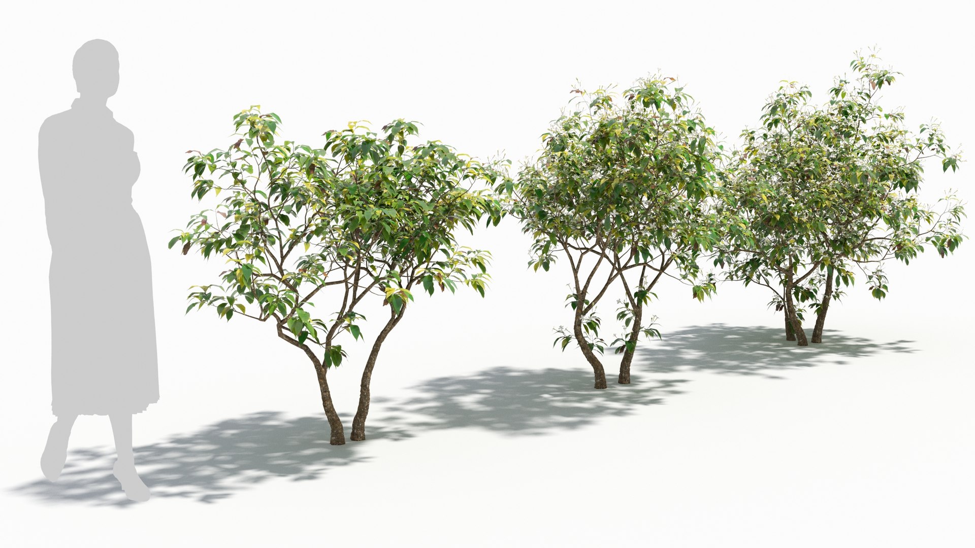 3D Ervatamia tree - TurboSquid 2025902
