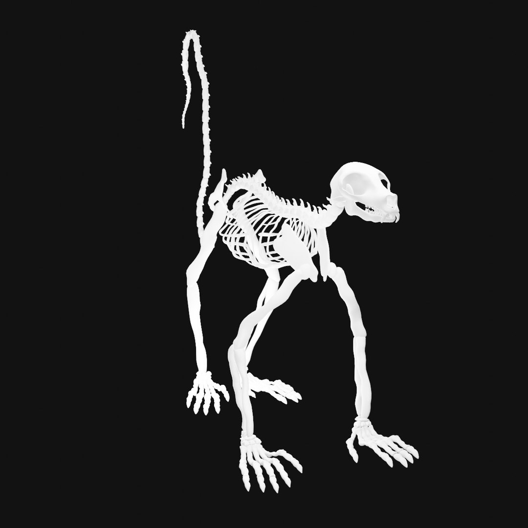 3D Lemur Skeleton Model - TurboSquid 1995920