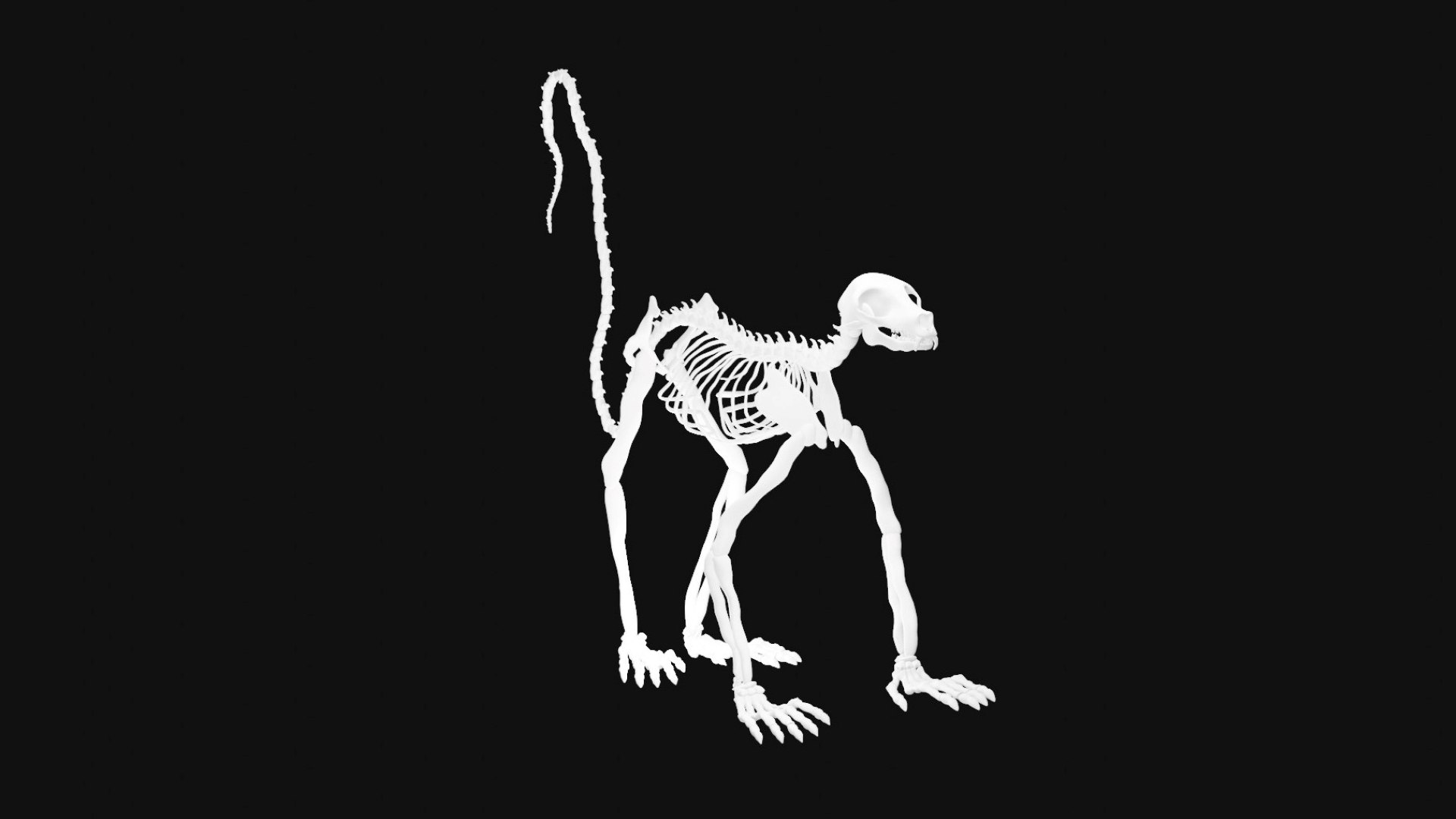 3D Lemur Skeleton Model - TurboSquid 1995920