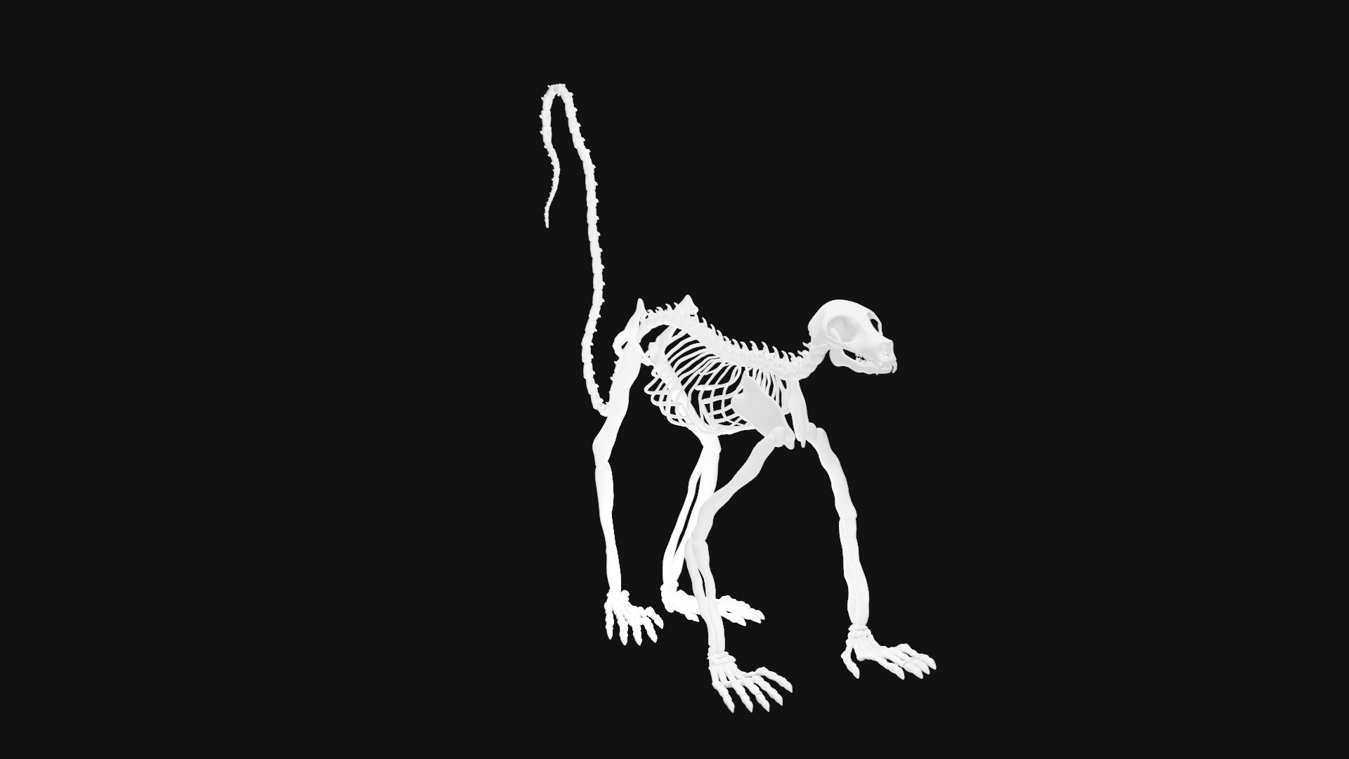 3D Lemur Skeleton Model - TurboSquid 1995920