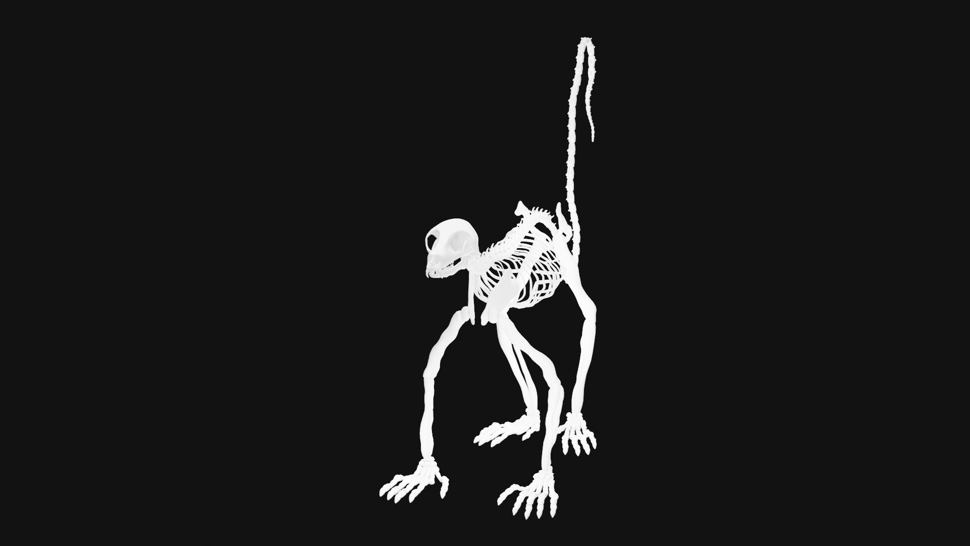 3D Lemur Skeleton Model - TurboSquid 1995920