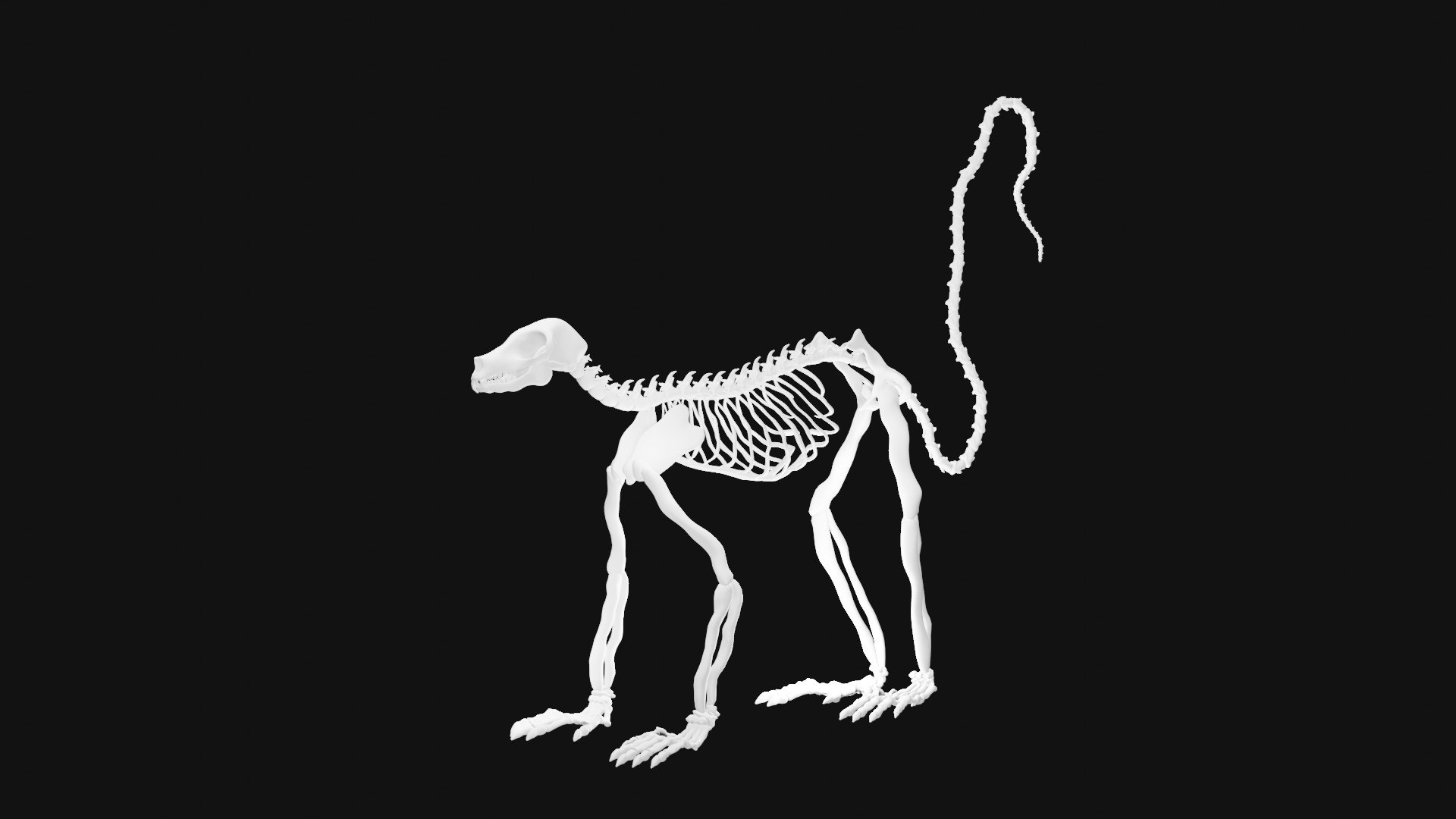 3D Lemur Skeleton Model - TurboSquid 1995920