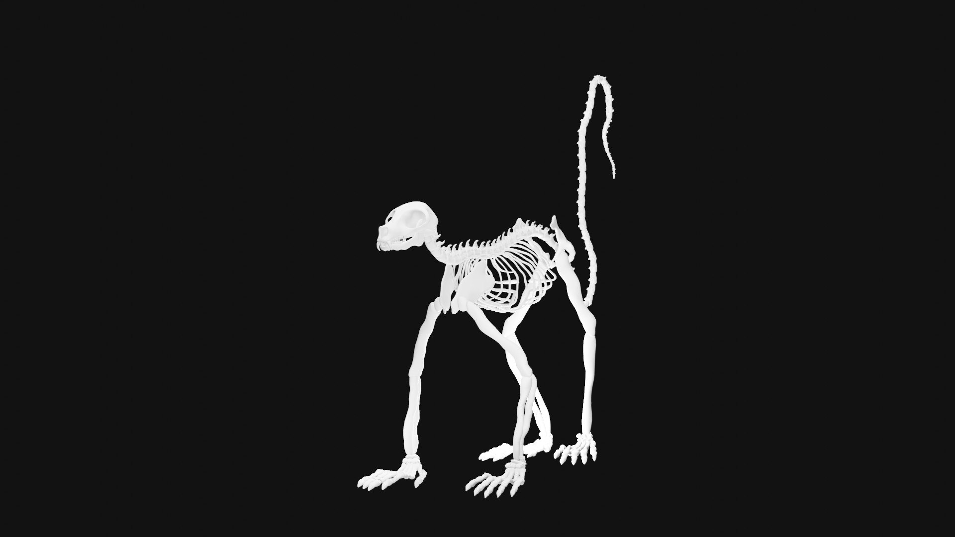 3D Lemur Skeleton Model - TurboSquid 1995920