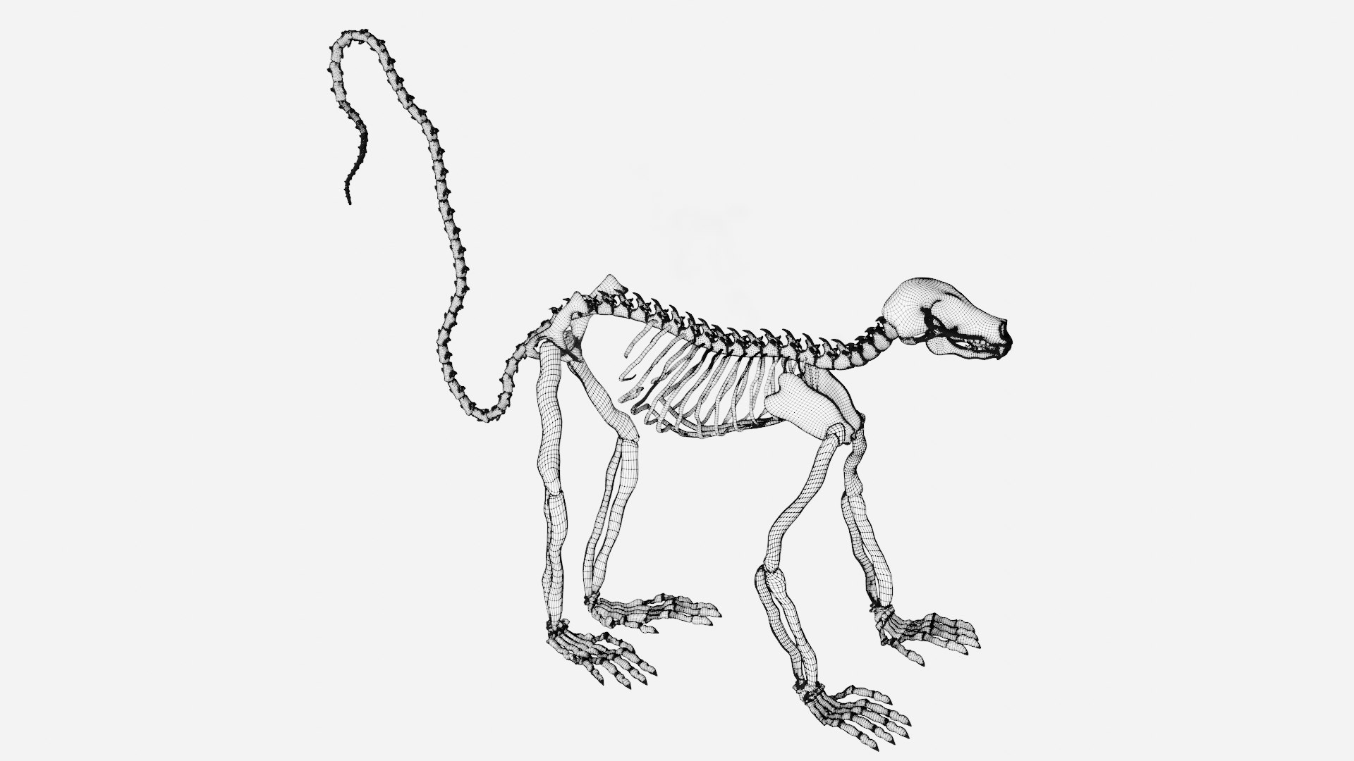 3D Lemur Skeleton Model - TurboSquid 1995920