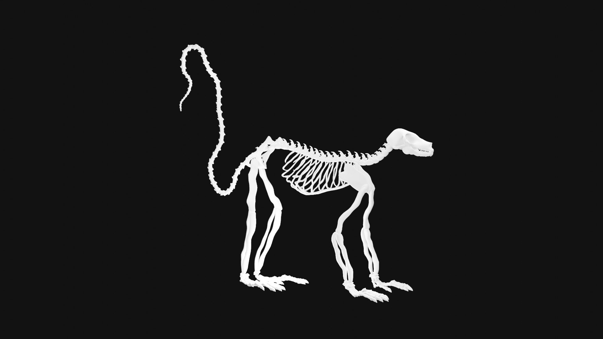 3D Lemur Skeleton Model - TurboSquid 1995920