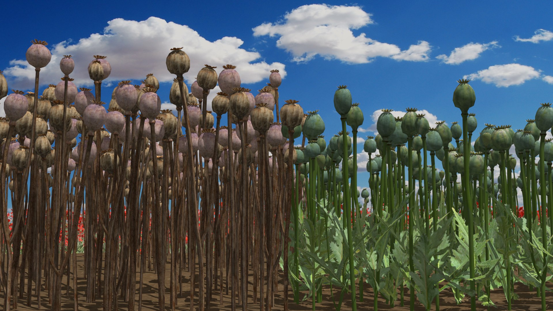 Poppy Field 3D model - TurboSquid 2043933