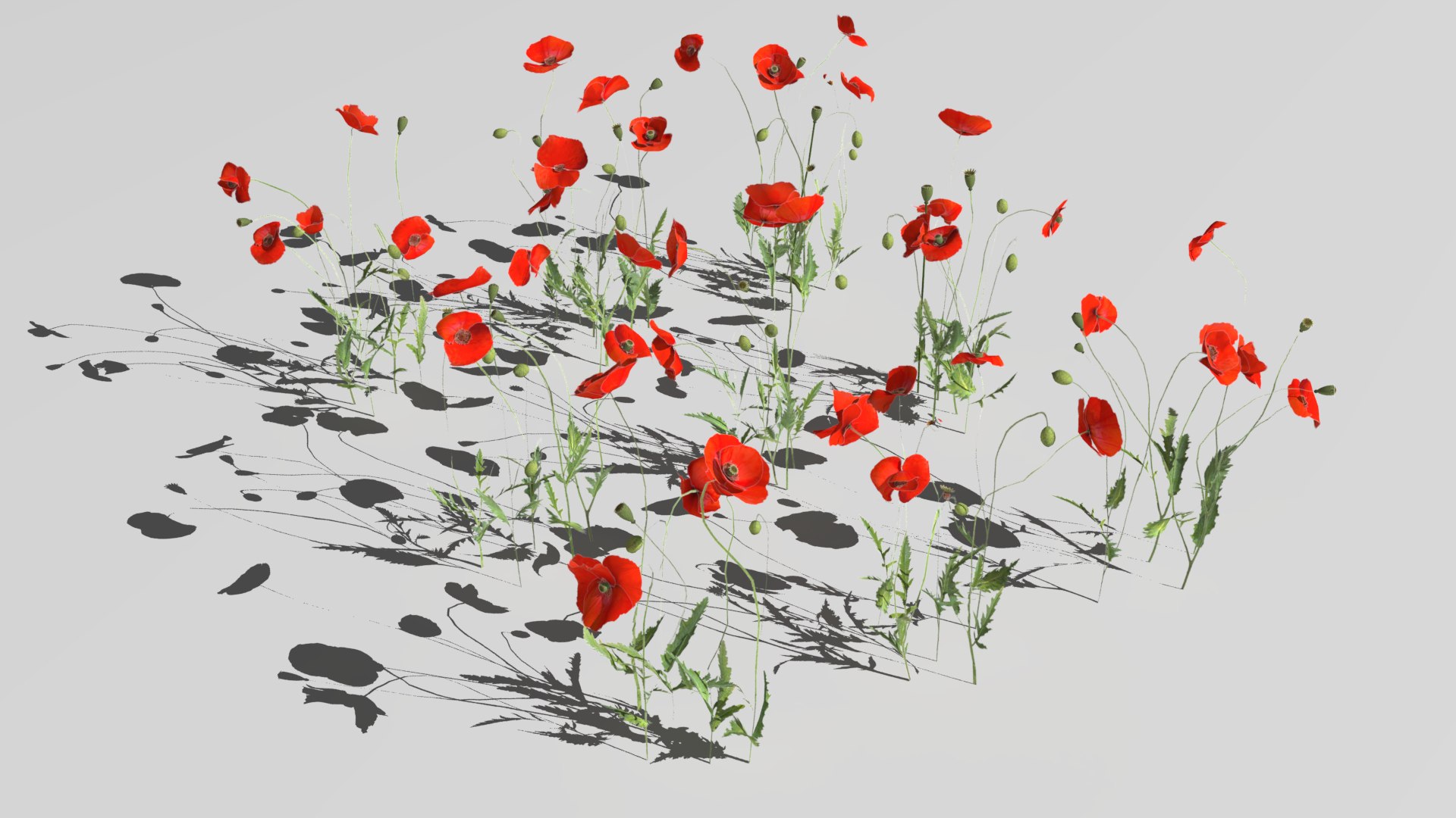 Poppy Field 3D model - TurboSquid 2043933