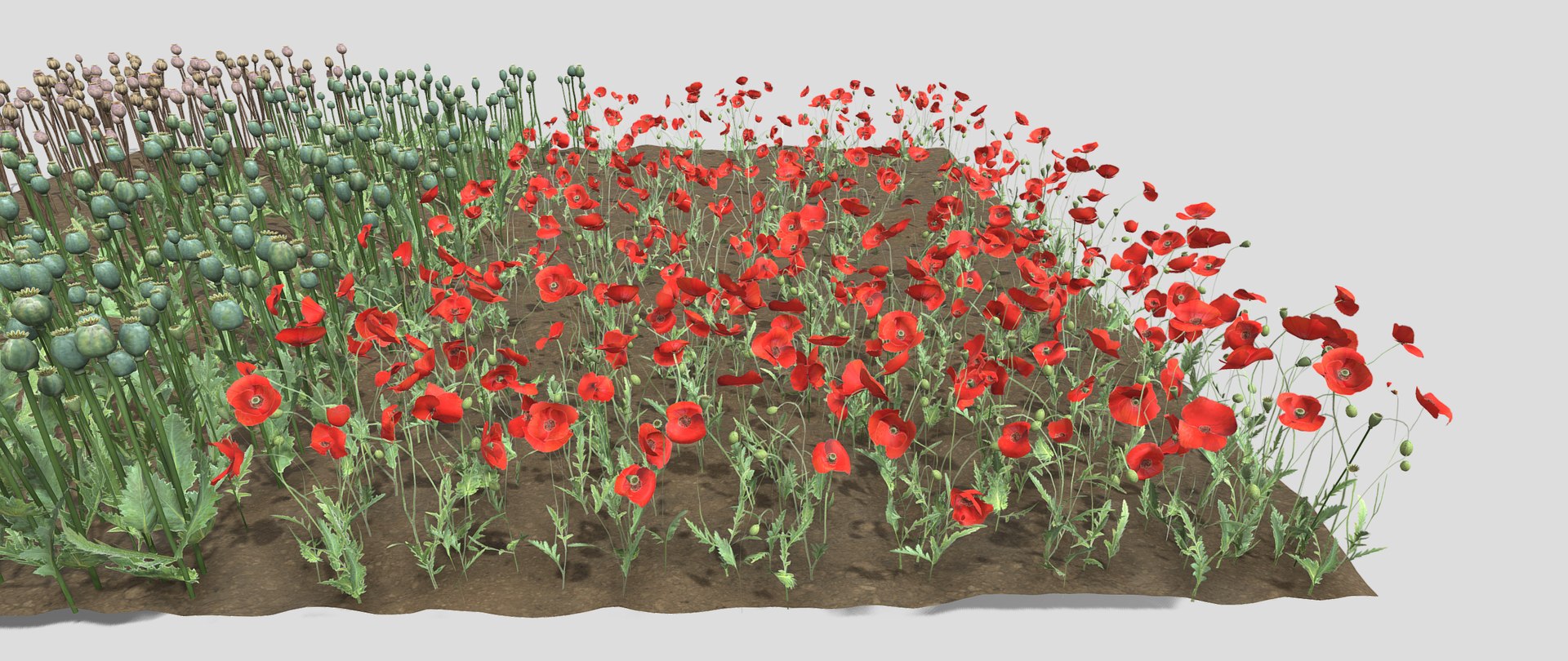 Poppy Field 3D model - TurboSquid 2043933