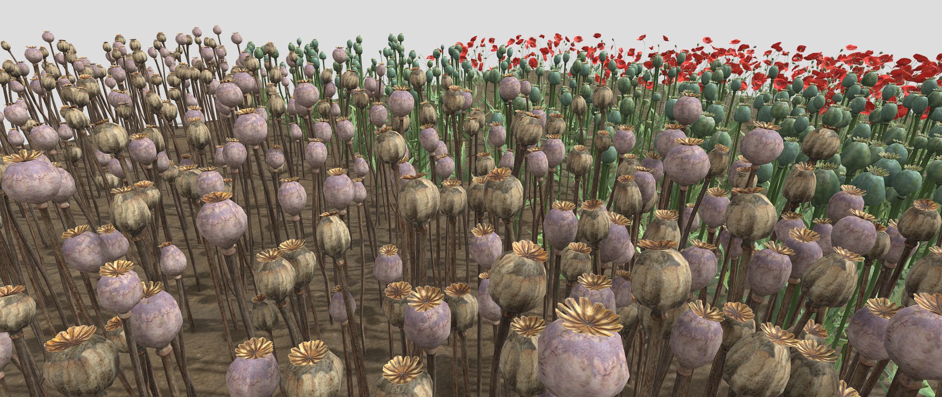 Poppy Field 3D model - TurboSquid 2043933