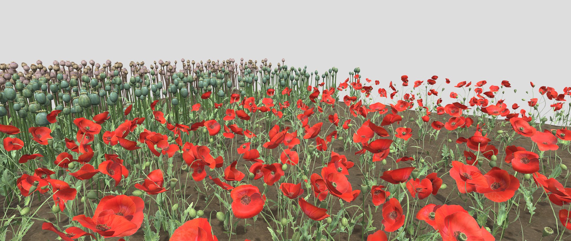 Poppy Field 3D model - TurboSquid 2043933