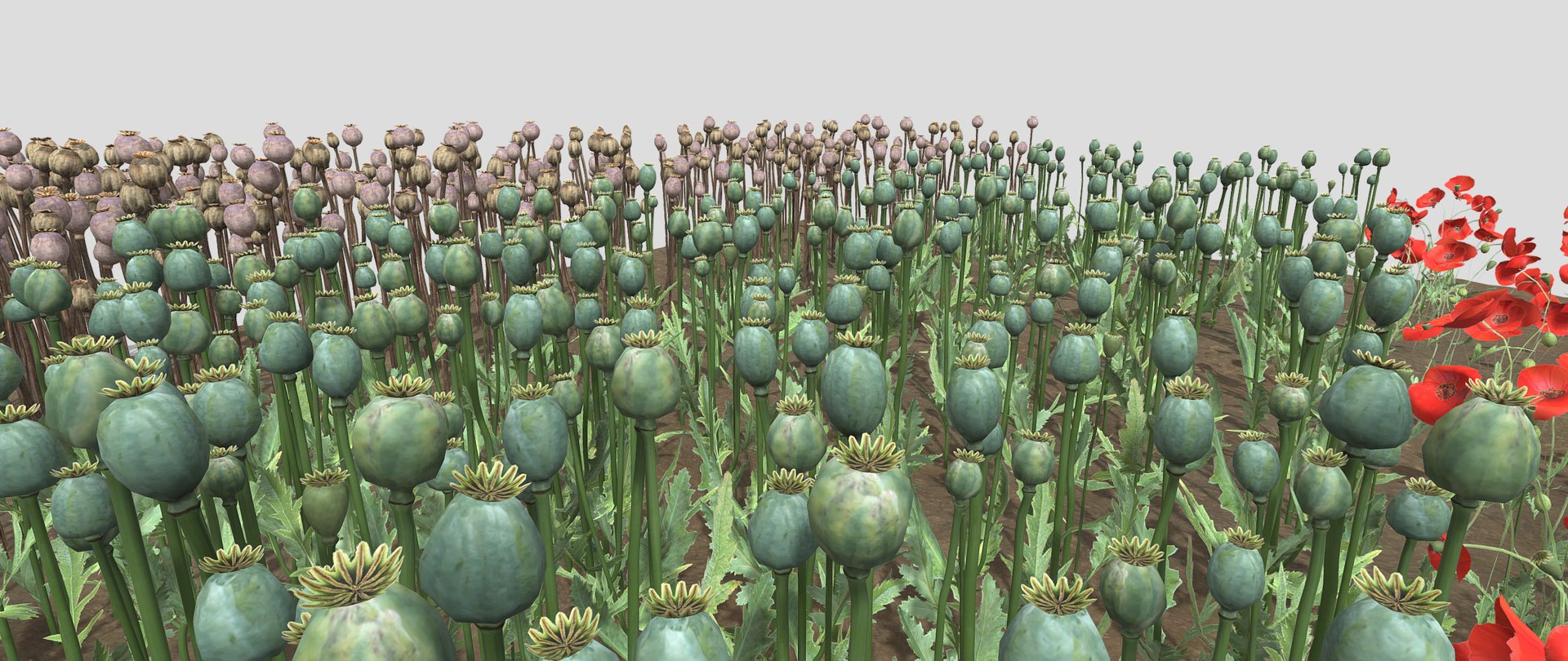 Poppy Field 3D model - TurboSquid 2043933
