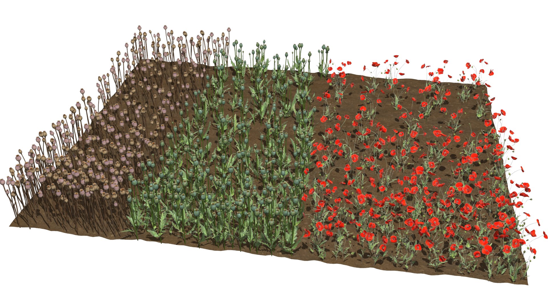 Poppy Field 3D model - TurboSquid 2043933