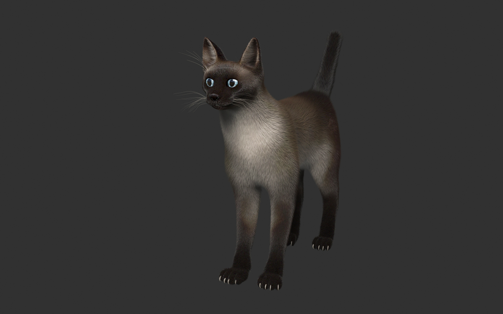 Siamese cat 3D model - TurboSquid 1257663