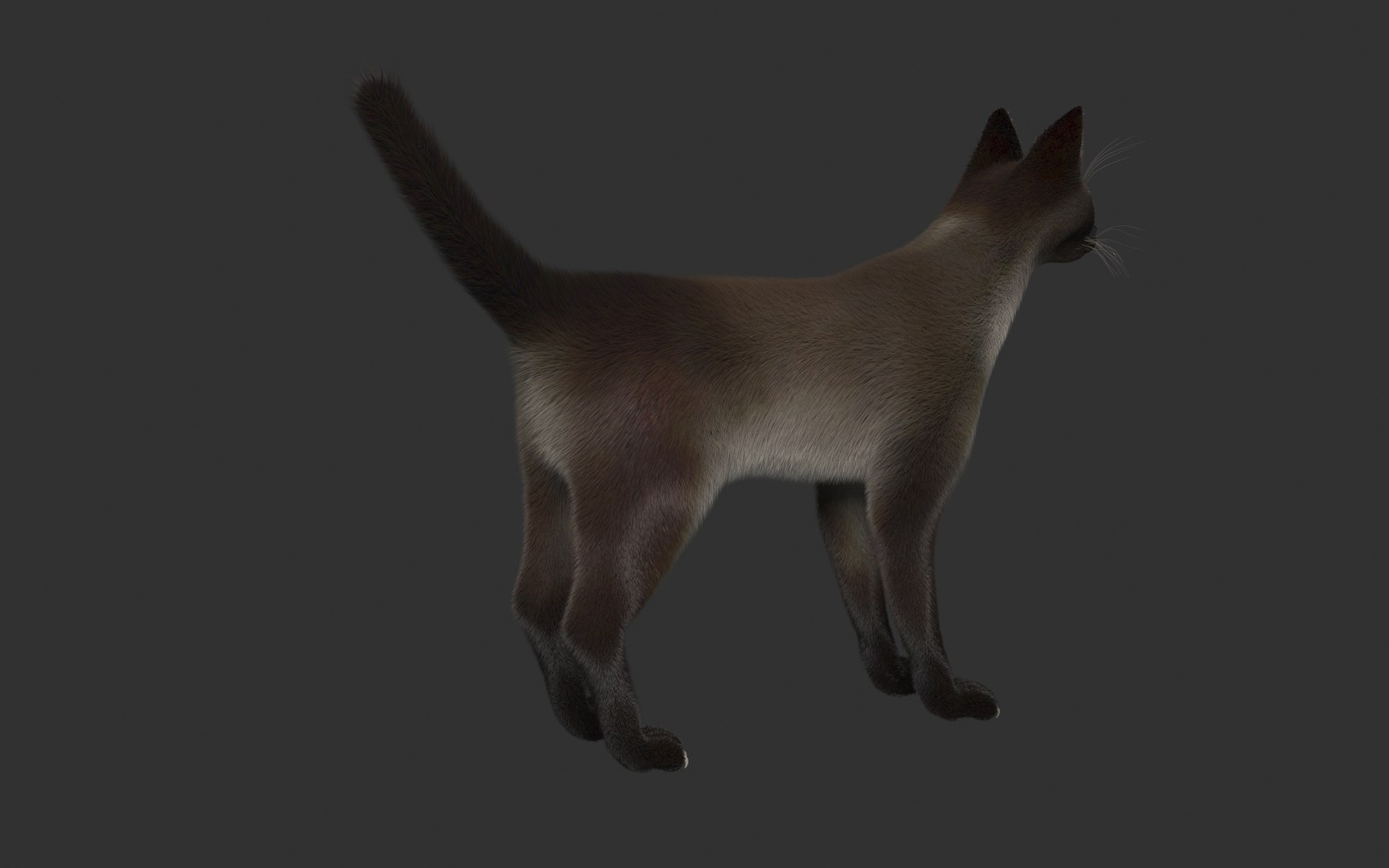 Siamese Cat 3D Model - TurboSquid 1257663