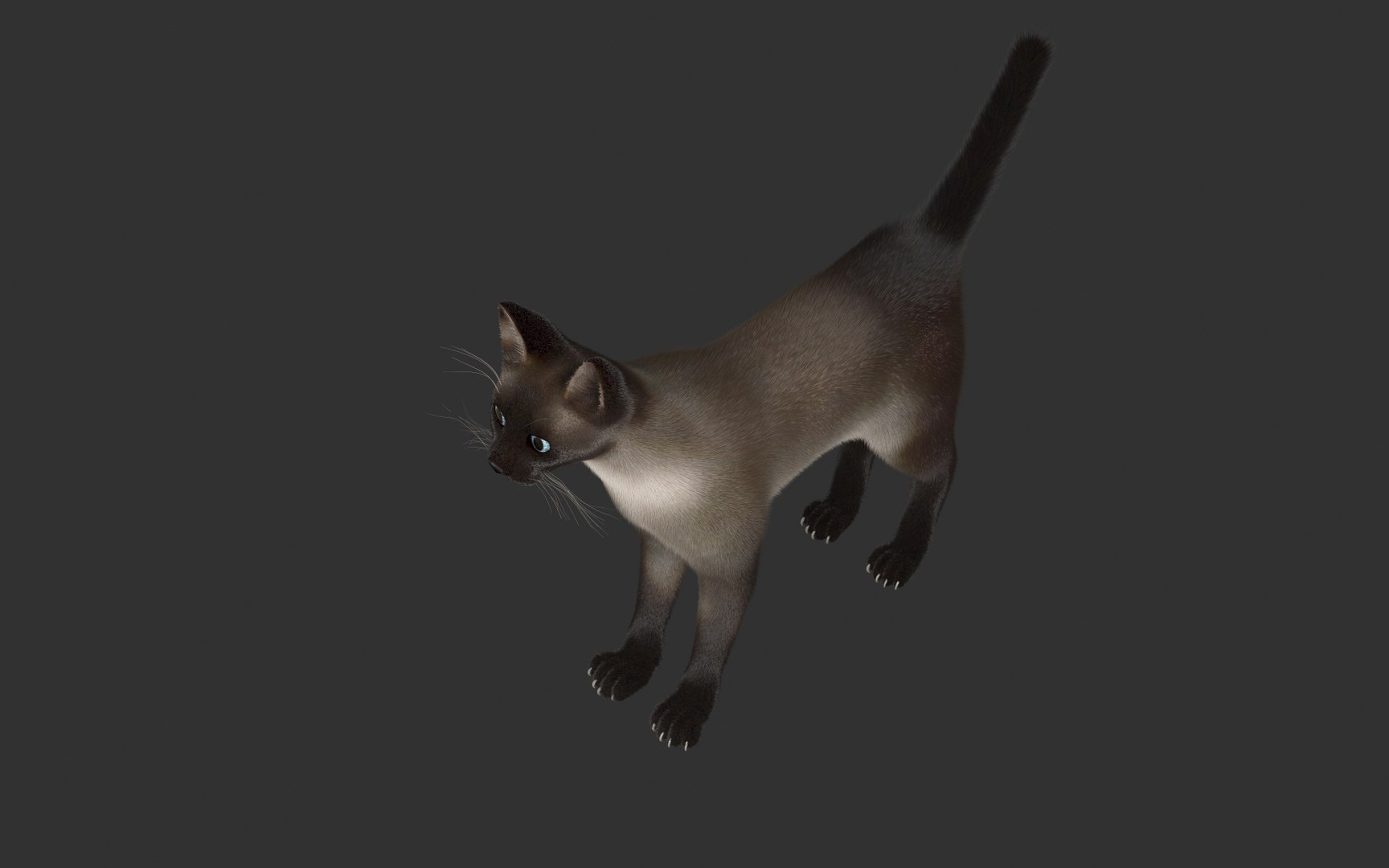 Siamese Cat 3D Model - TurboSquid 1257663